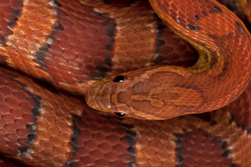 Hoge Hoekmening Van Graanslang of Rode Rattenslang Stock Afbeelding ...