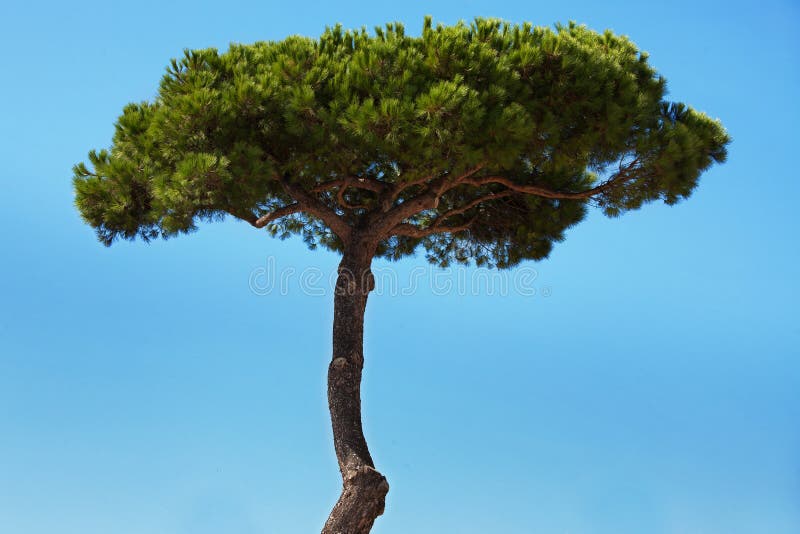 Hoge Naaldboom Met Groen Gebladerte Stock Foto - Image of takken ...