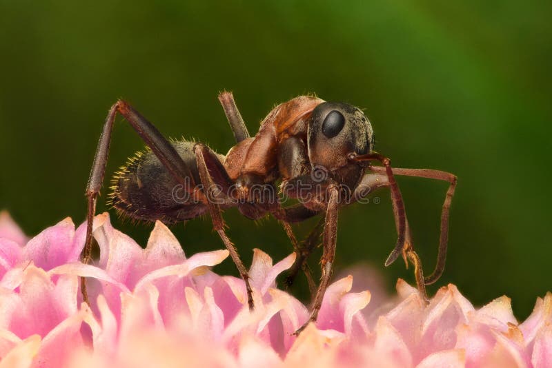 Hoge vergroting - Mier stock foto. Image of bruin, antenne - 60932640