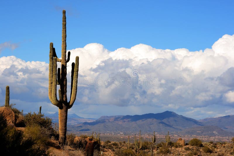 Hoge Woestijn Met Cactus, Bergen En Wolken Stock Foto - Image of wolken ...