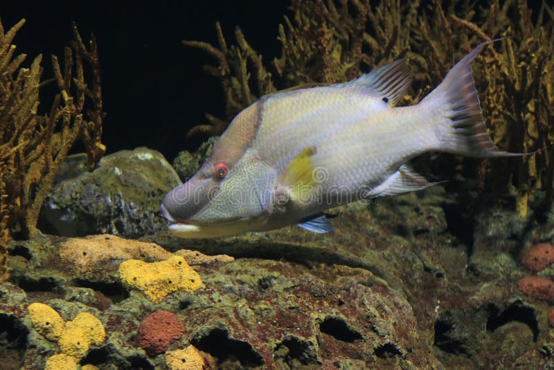 Hogfish stock image. Image of reef, life, nature, marine - 24421711