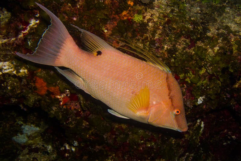 Tiger Rock Fish stock image. Image of underwater, ocean - 9145003
