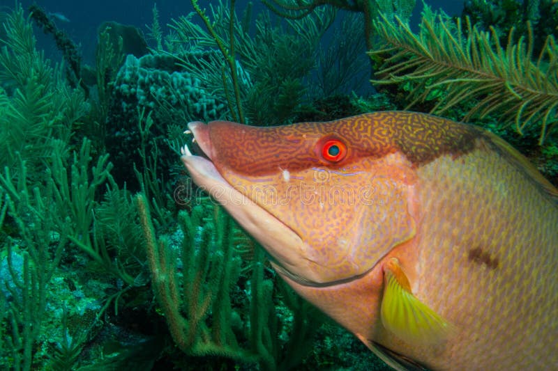 Hogfish stock photo. Image of conch, goby, crab, animal - 31688864