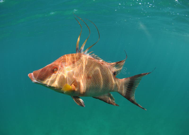 Hogfish stock photo. Image of conch, goby, crab, animal - 31688864