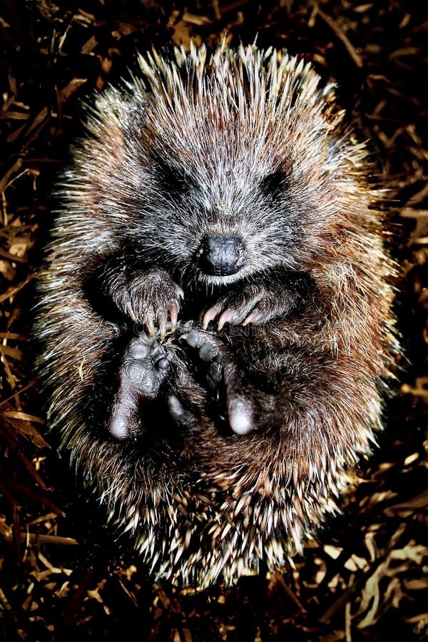 Hoglet stock image. Image of sleeping, baby, mammal, young - 68752817