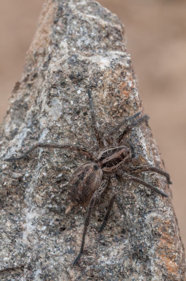 Hogna Radiata, Wolf Spider, Lycosidae Family Close Up Stock Image ...