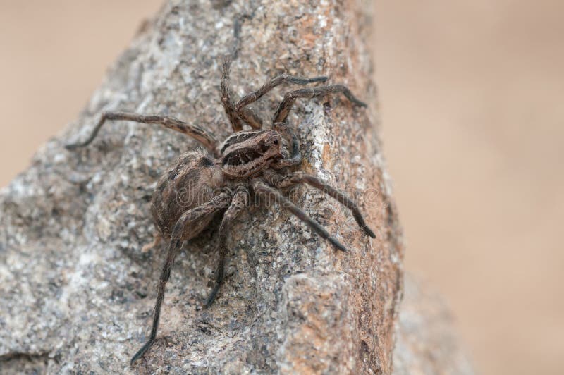 Hogna radiata stock photo. Image of arachnid, wildlife - 26093660