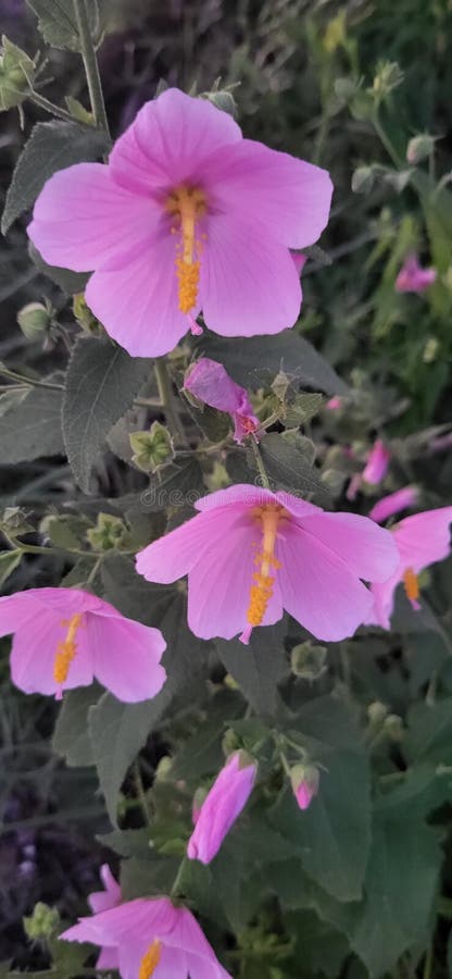 Hogtown bay flowers stock photo. Image of lily, blossom - 253573866