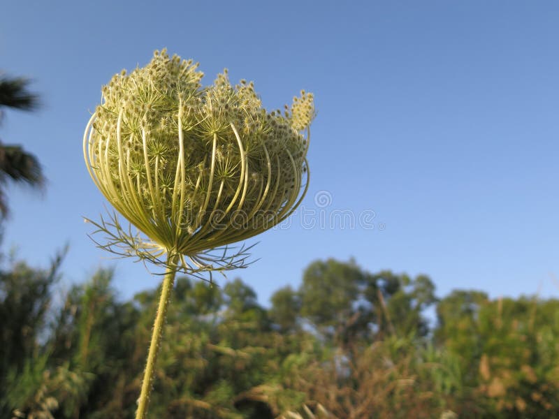 Hogweed or Hemlock plant stock photo. Image of hogweed - 94610318
