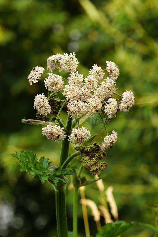 Hogweed stock image. Image of leaf, hercules, hogweed - 57036299