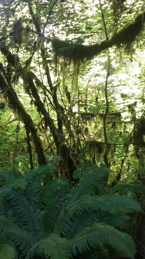 Hoh National Rainforest stock image. Image of washington - 95798817