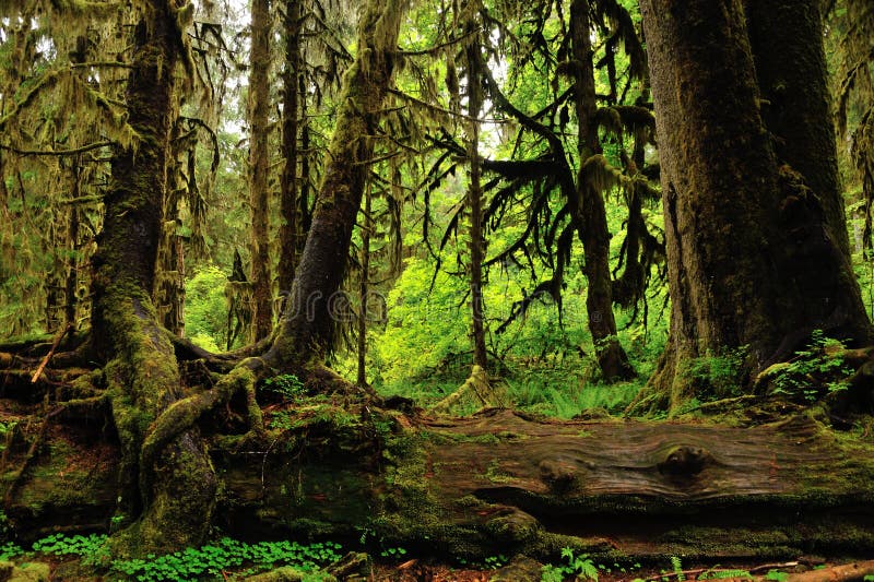 Hoh Rain Forest stock image. Image of rain, forest, rainforest - 41561071