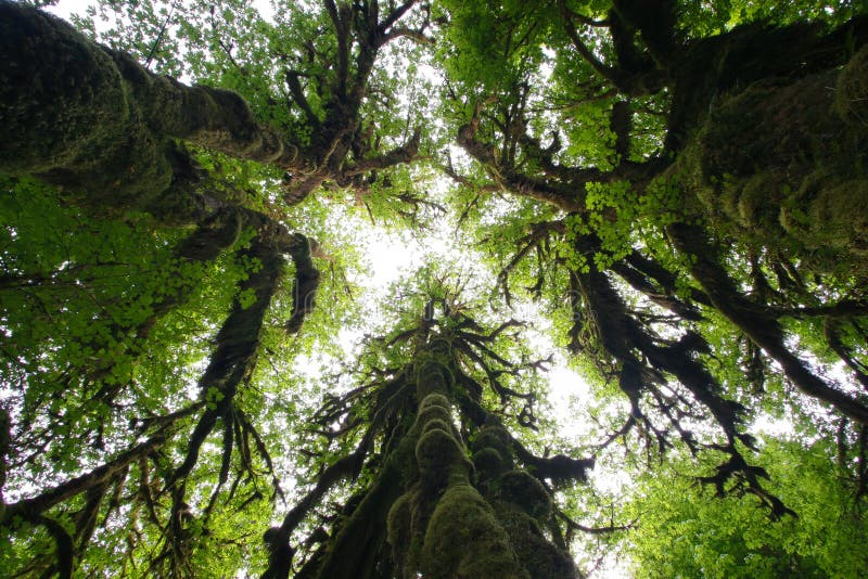 Hoh Rain Forest, Washington State Stock Photo - Image of large, tall ...