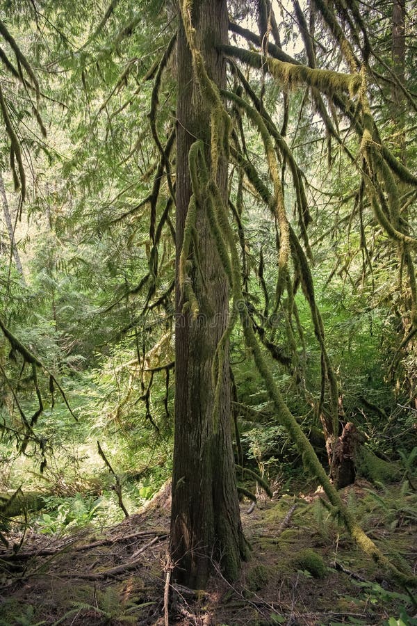 Hoh Rainforest. Moss Covered Tree Branch in Hoh Rain Forest Stock Photo ...