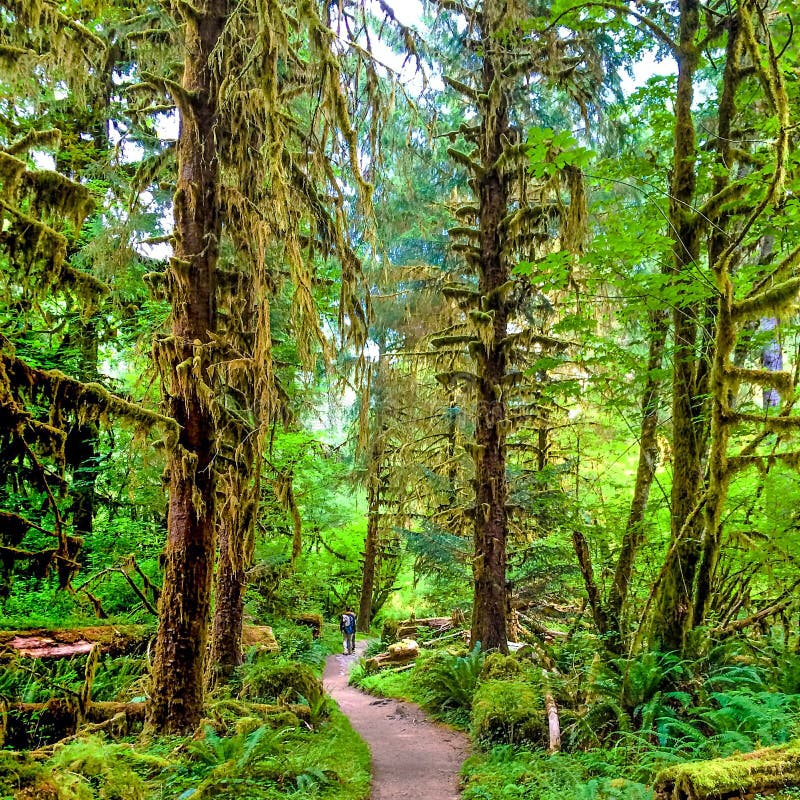 Hoh rainforest stock photo. Image of hike, trail, national - 44266100