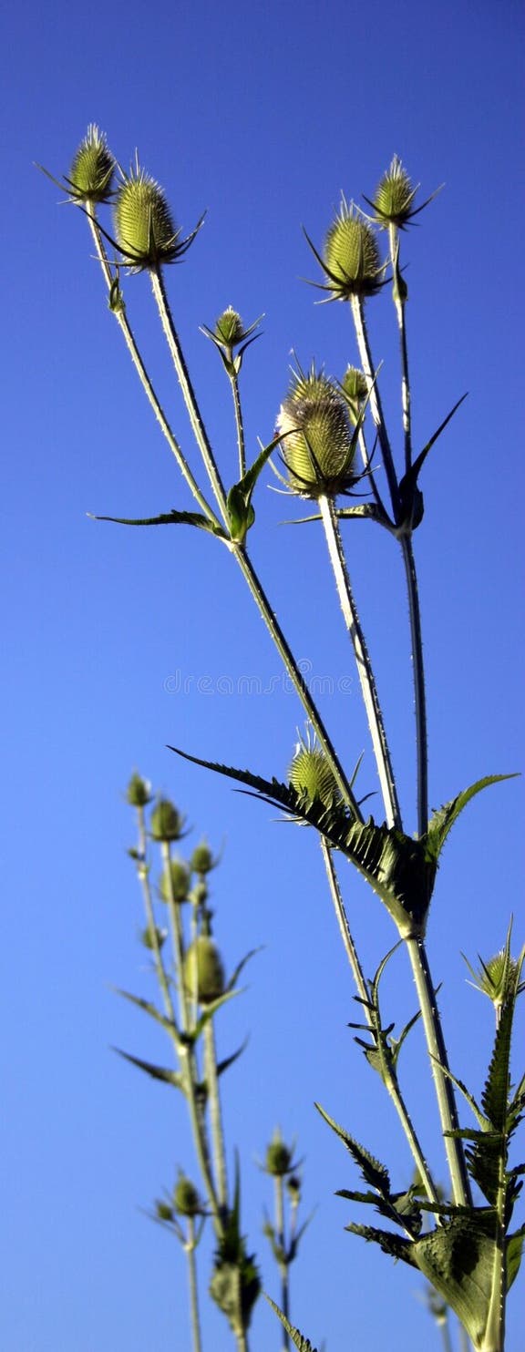 Hohe Disteln stockbild. Bild von betrieb, borstig, nave - 545839