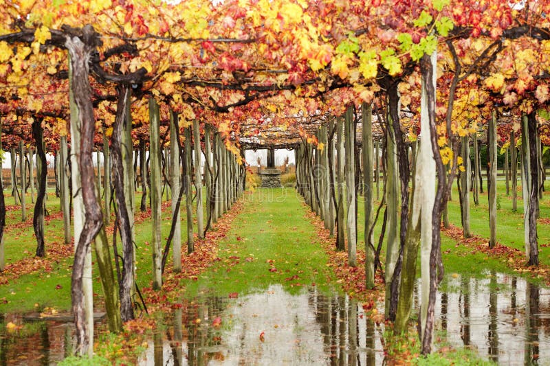 Hohe Herbst-Reben stockfoto. Bild von garten, hügel, gesund - 19716928