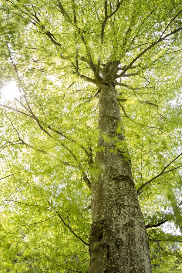 Einzelner Großer Alter Buchenbaum Stockfoto - Bild von landschaft ...