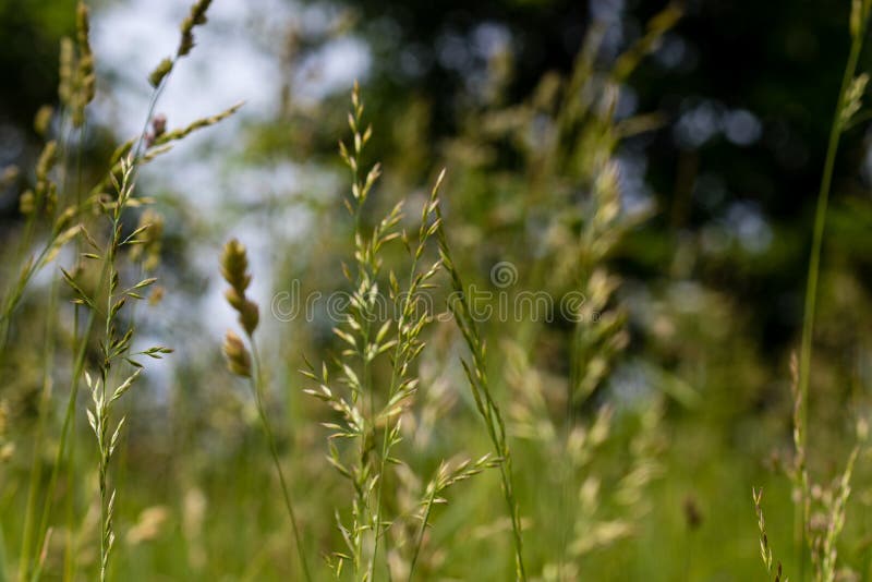 9,179 Hohes Gras Fotos - Kostenlose und Royalty-Free Stock-Fotos von ...