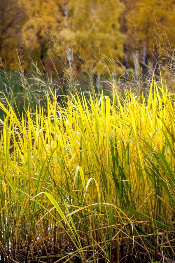 Autumn Landscape Hohes Gelbes Gras Auf Teich Im Park Stockbild - Bild ...