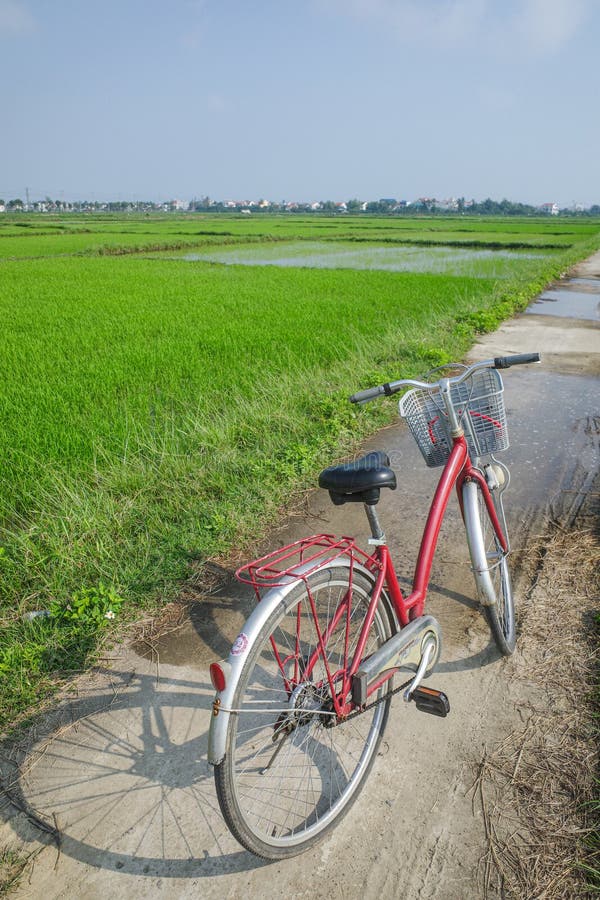 Hoi an, Vietnam - 5 Feb, 2024: a Bicycle in the Rice Fields Near Hoi an ...