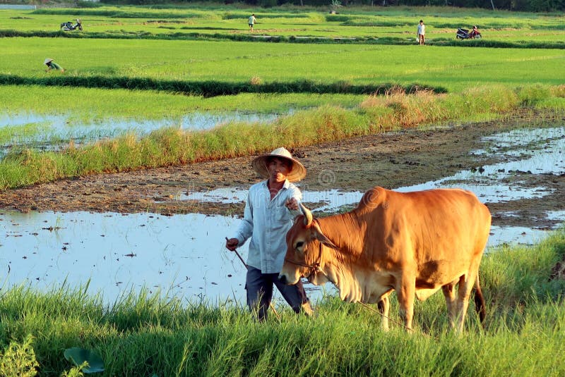 People Working in the Rice Fields of Hoi an, Vietnam. June 2020 ...