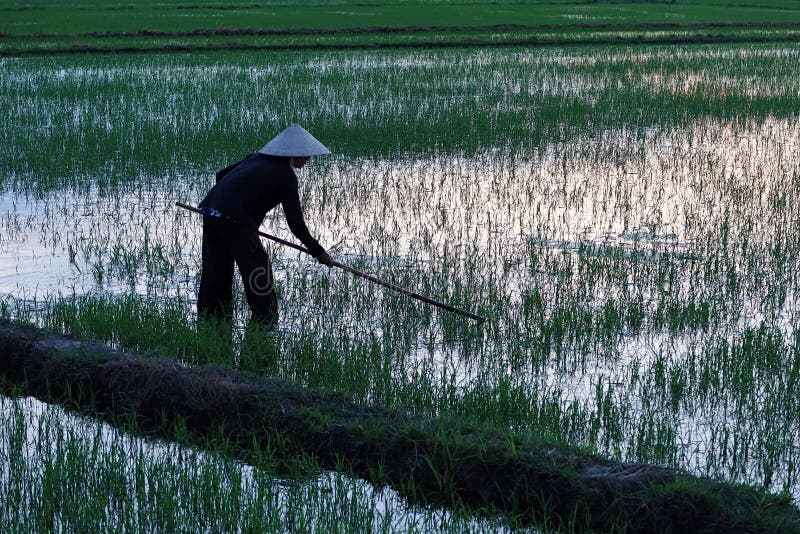 People Working in the Rice Fields of Hoi an, Vietnam. June 2020 ...