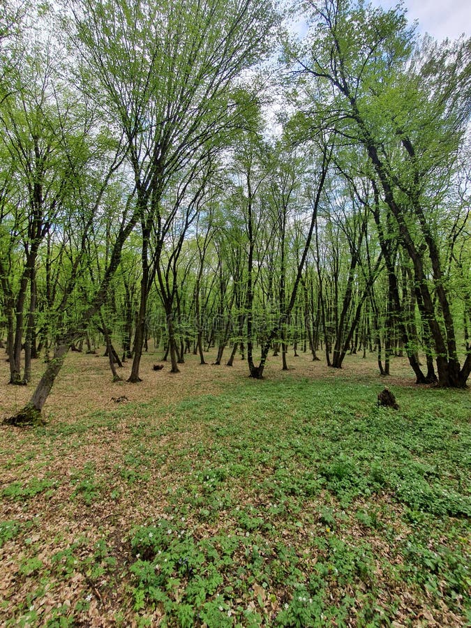 Hoia Baciu forest stock image. Image of deciduous, mobile - 218519537