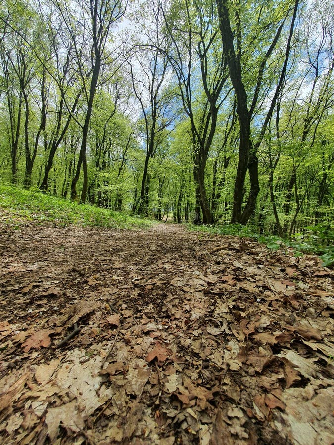 Hoia Baciu forest stock photo. Image of place, baciu - 218519592