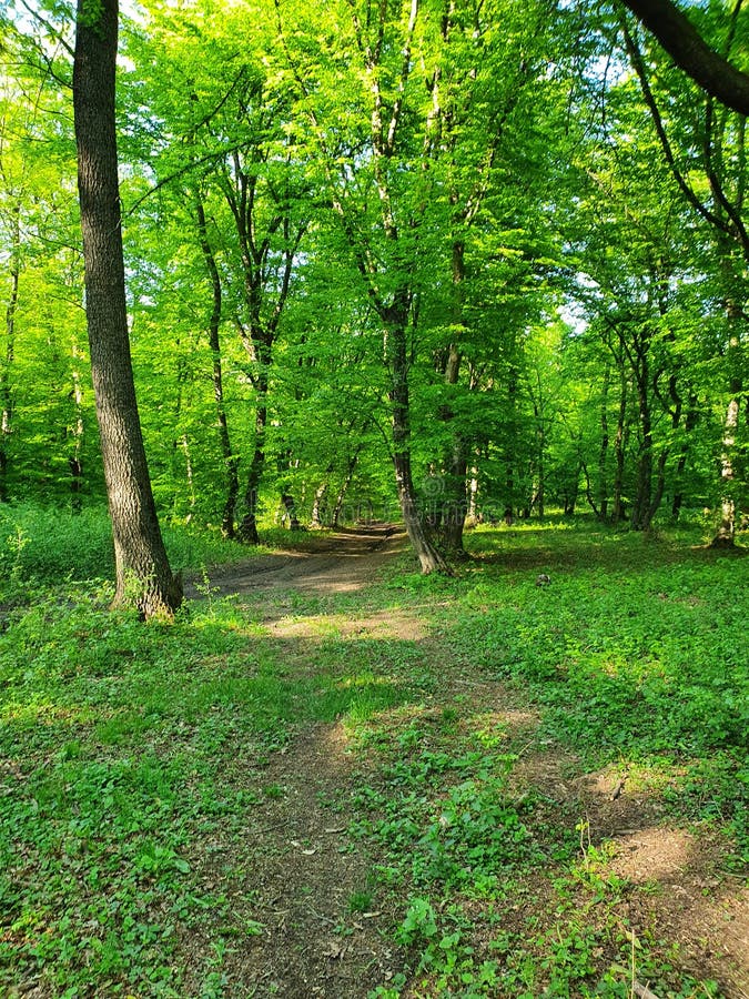 Hoia Baciu forest stock photo. Image of meadow, hike - 189592730