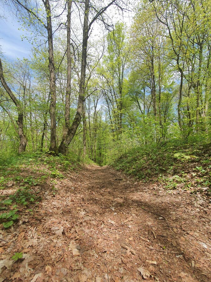 Hoia Baciu forest stock image. Image of wetland, leaf - 218519603