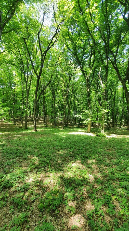 Hoia Baciu Forest Near Cluj-Napoca Stock Photo - Image of grove, flower ...