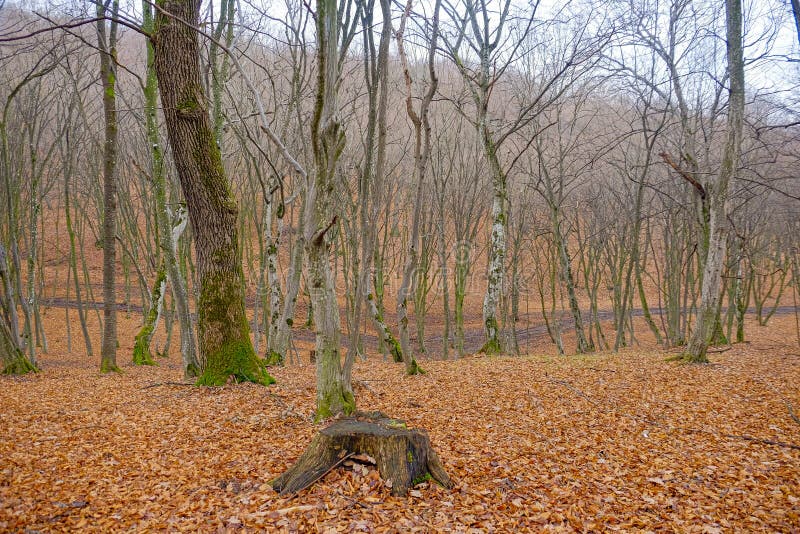 Hoia Baciu Forest. the World Most Haunted Forest Stock Photo - Image of ...