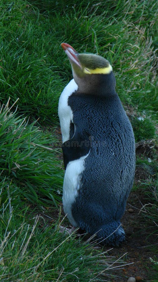 Hoiho Yellow-eyed Penguin stock image. Image of island - 9212239
