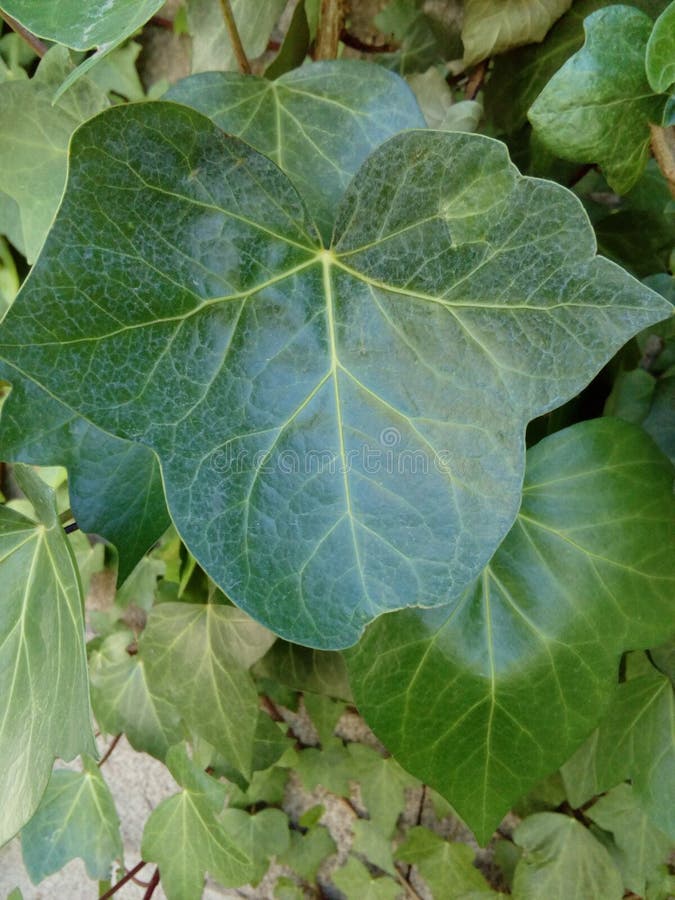 Hoja stock photo. Image of intense, sweet, vine, hoja - 102523780