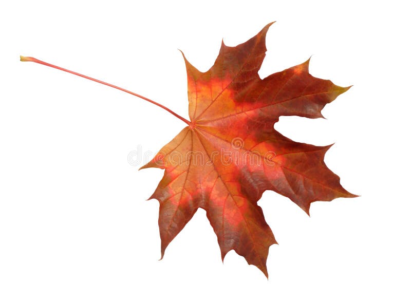 Hoja foto de archivo. Imagen de hoja, detalle, aislado - 2775402