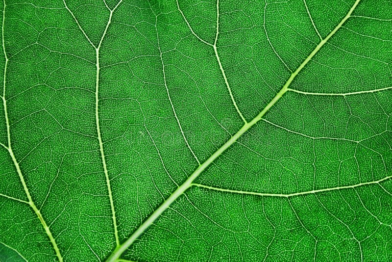 8,559,119 Hoja Fotos de stock - Fotos libres de regalías de Dreamstime