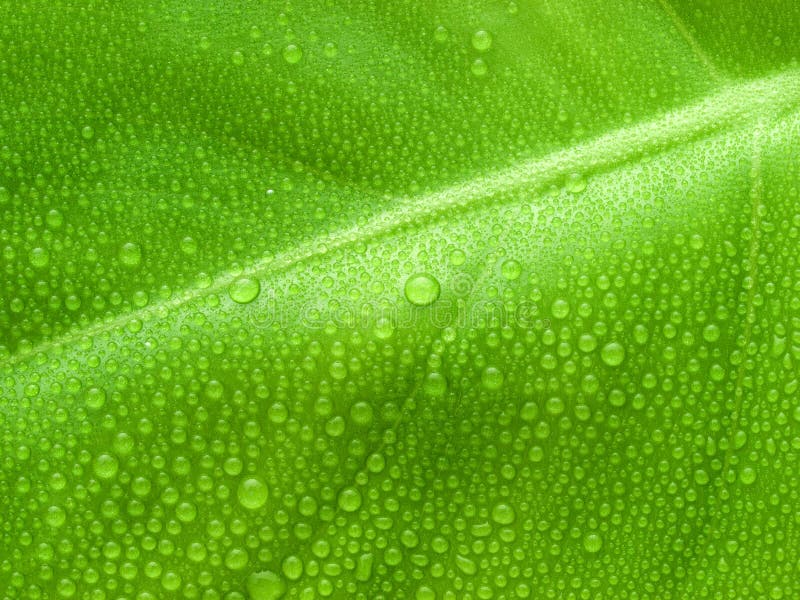 Verde Pantano Color Pictures And Images - RGB Color Hex Code [#408000 ...