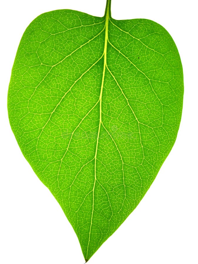 Hoja imagen de archivo. Imagen de cubo, blanco, hojas, verde - 869483