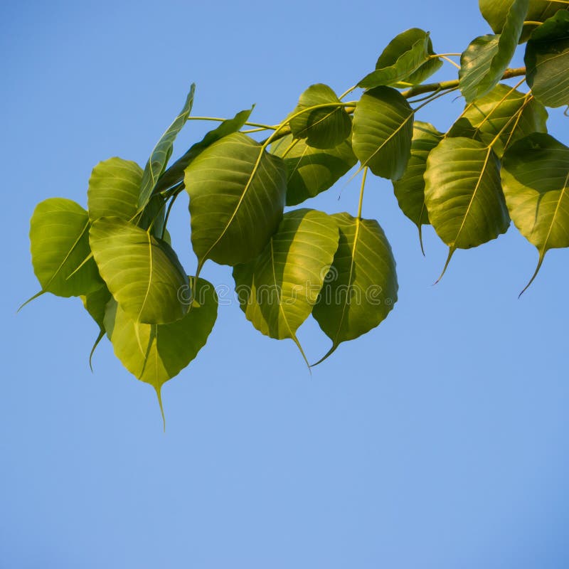 Hoja cordada foto de archivo. Imagen de elemento, follaje - 38693812