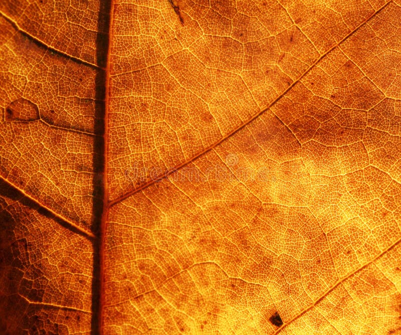 Hoja Naranja Aislada En Un Fondo Blanco Imagen de archivo - Imagen de ...