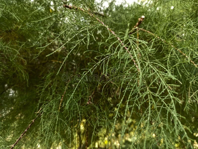 Hoja De árbol Aislada En Fondo Blanco Foto de archivo - Imagen de ...