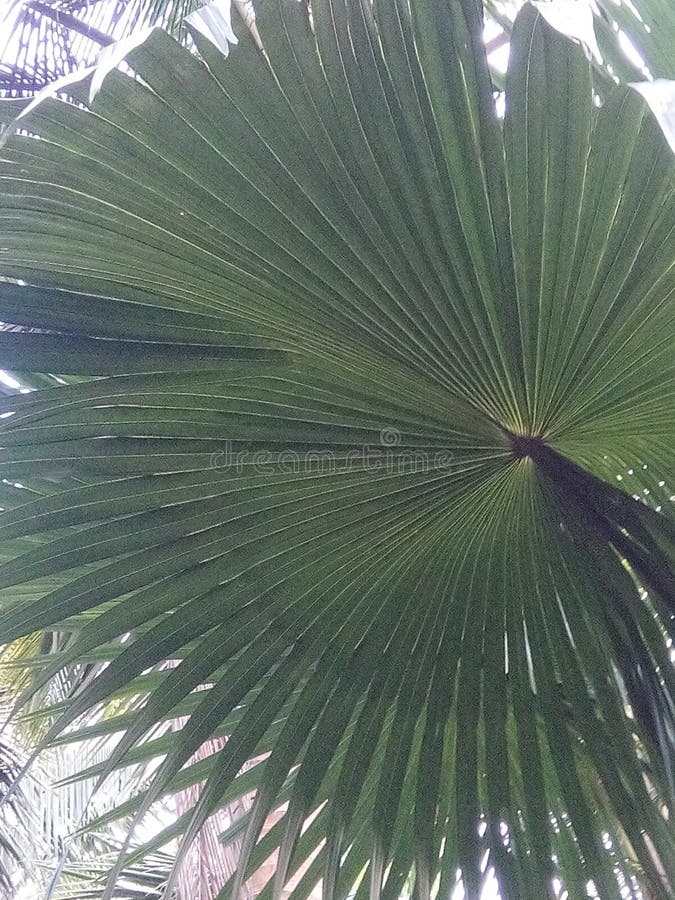 Hoja de Anahaw foto de archivo. Imagen de fresco, naturalizado - 100718558