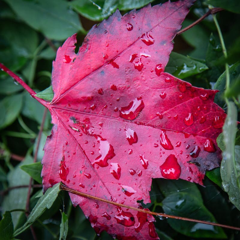 Hoja de arce imagen de archivo. Imagen de macro, lluvia - 160238099