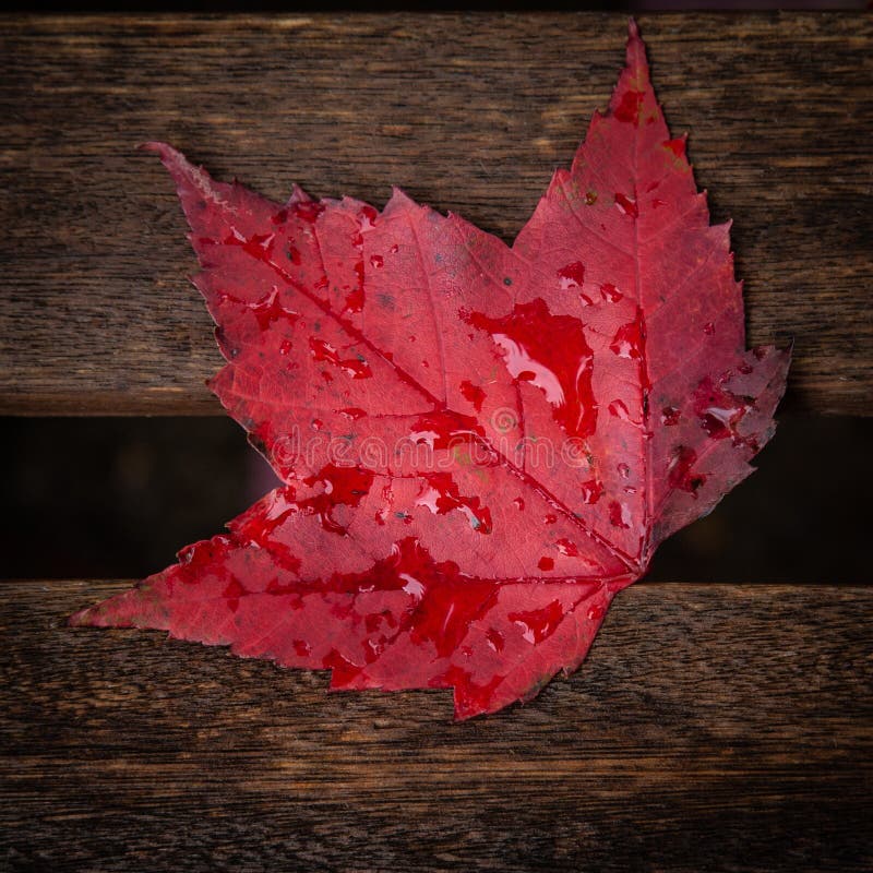 Hoja de arce foto de archivo. Imagen de transformador - 160238102
