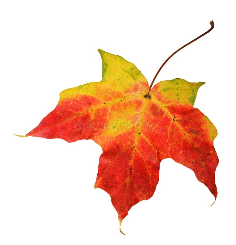 Hoja de arce imagen de archivo. Imagen de travieso, detalle - 6582685