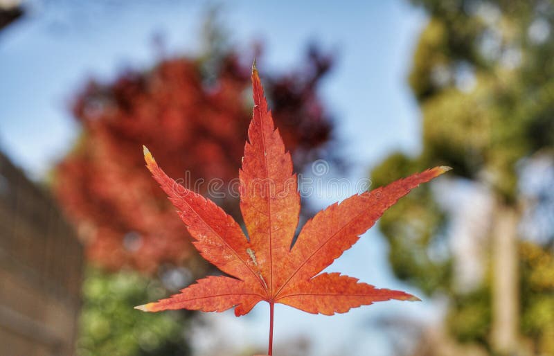 Hoja De Arce, Hojas Del Paniculata Del Koelreuteria Y Bellota En B De ...