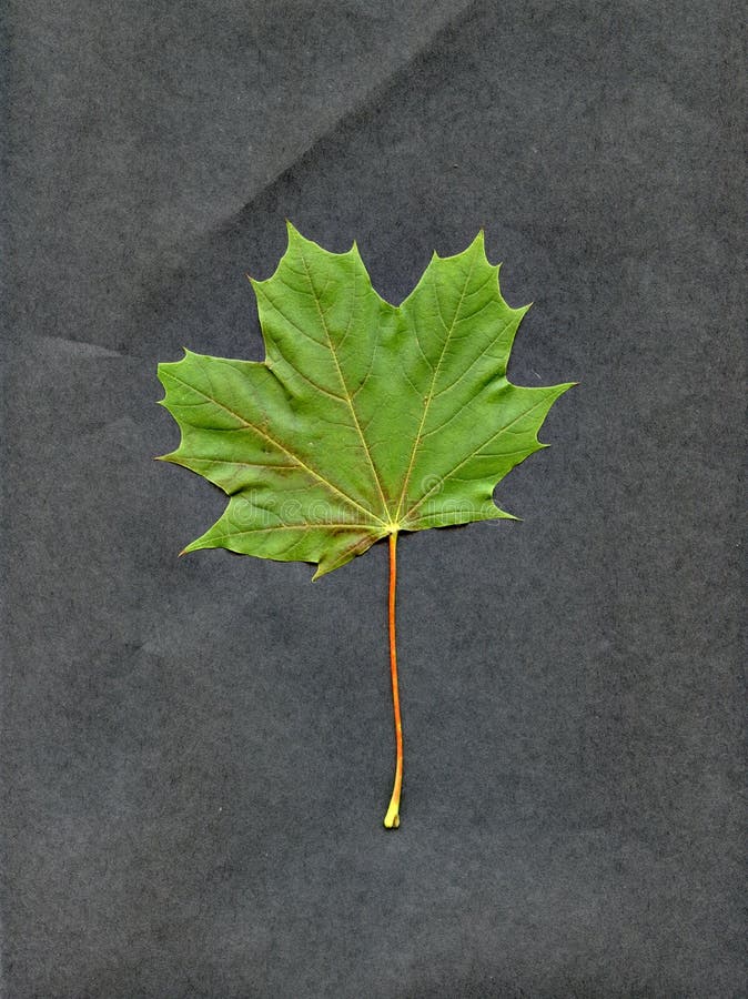 Hoja de arce aislada foto de archivo. Imagen de rojo - 79975836