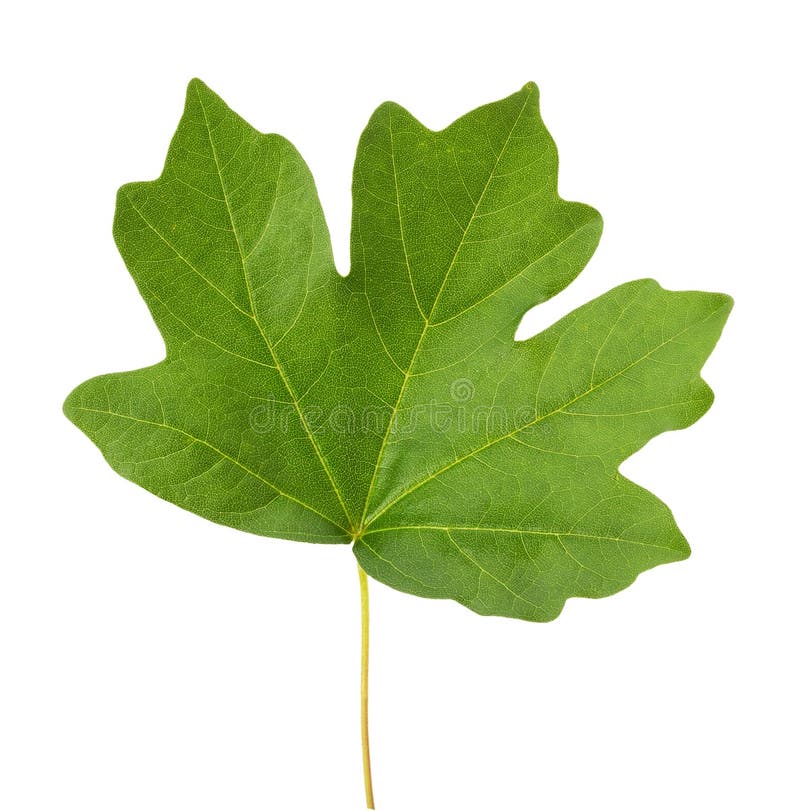 Hoja De Arce Aislada En El Fondo Blanco Foto de archivo - Imagen de ...