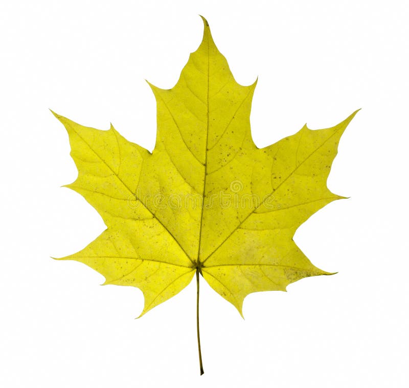 Hoja De Arce Aislada En Fondo Blanco Imagen de archivo - Imagen de ...